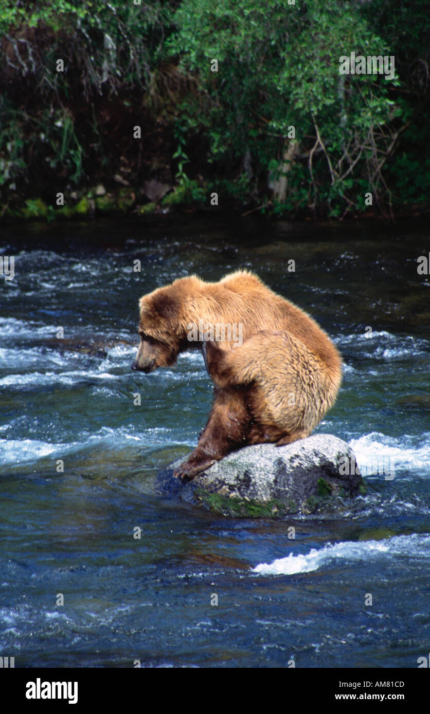 Grizzly Bear on rock mid river scratching it s self Brooks River Alaska ...