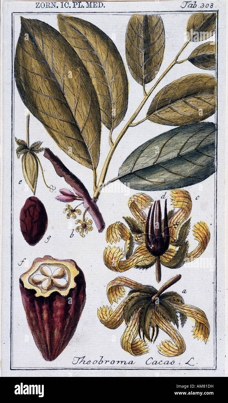 Cacao tree botanical drawing hi-res stock photography and images - Alamy