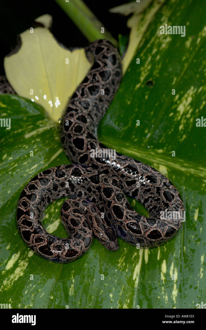Panamanian Dwarf Boa Snake Ungaliophis panamensis Costa Rica Stock ...
