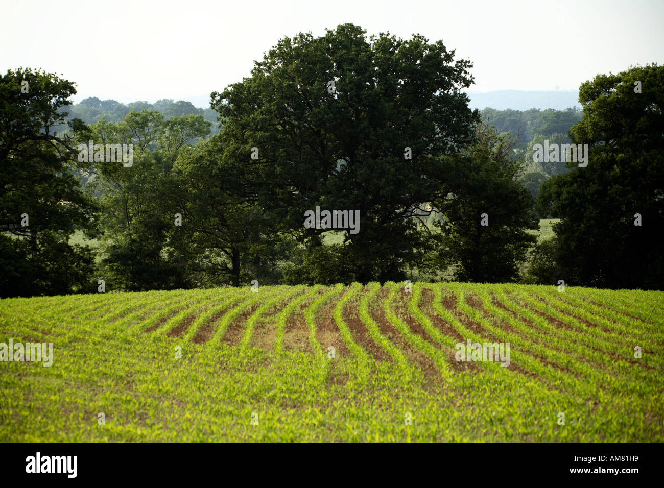 Young maize crop in field Stock Photo - Alamy