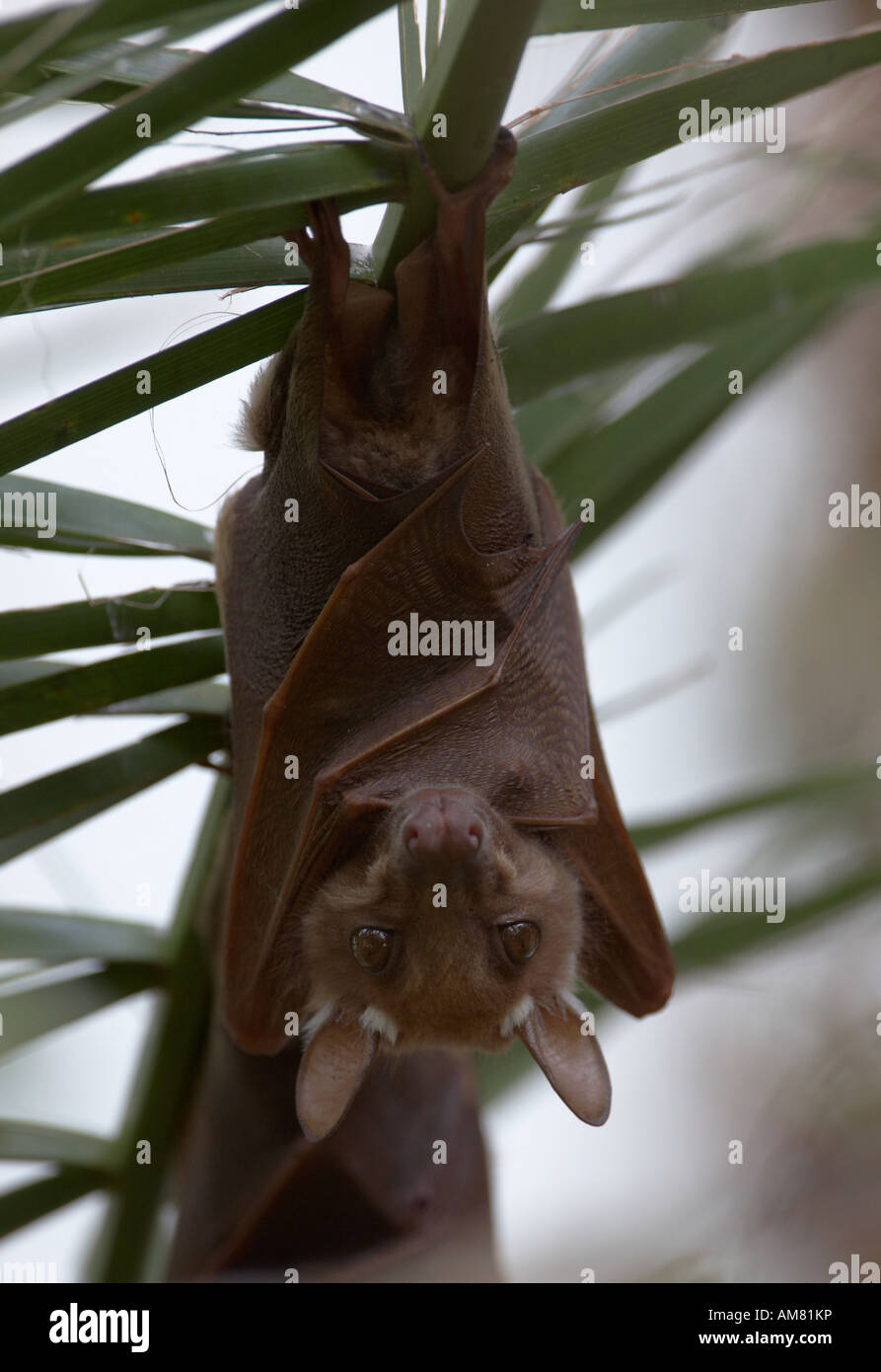 Wahlberg's Epauletted Fruit Bat (Epomophorus wahlbergi Stock Photo - Alamy