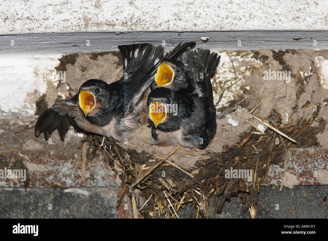 Barn Swallows (Hirundo rustica) begging for food Stock Photo - Alamy