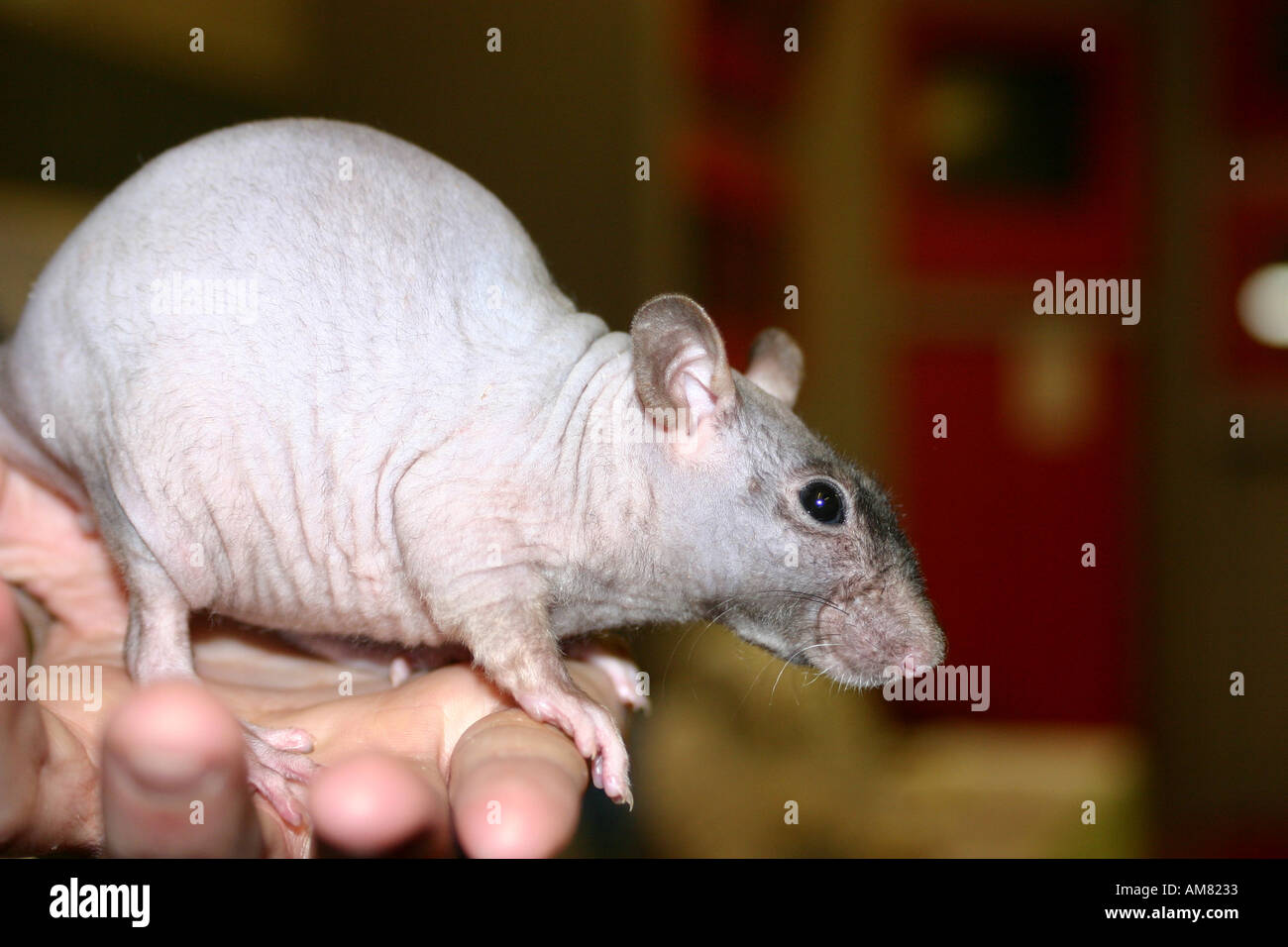 Hairless rat hi-res stock photography and images - Alamy