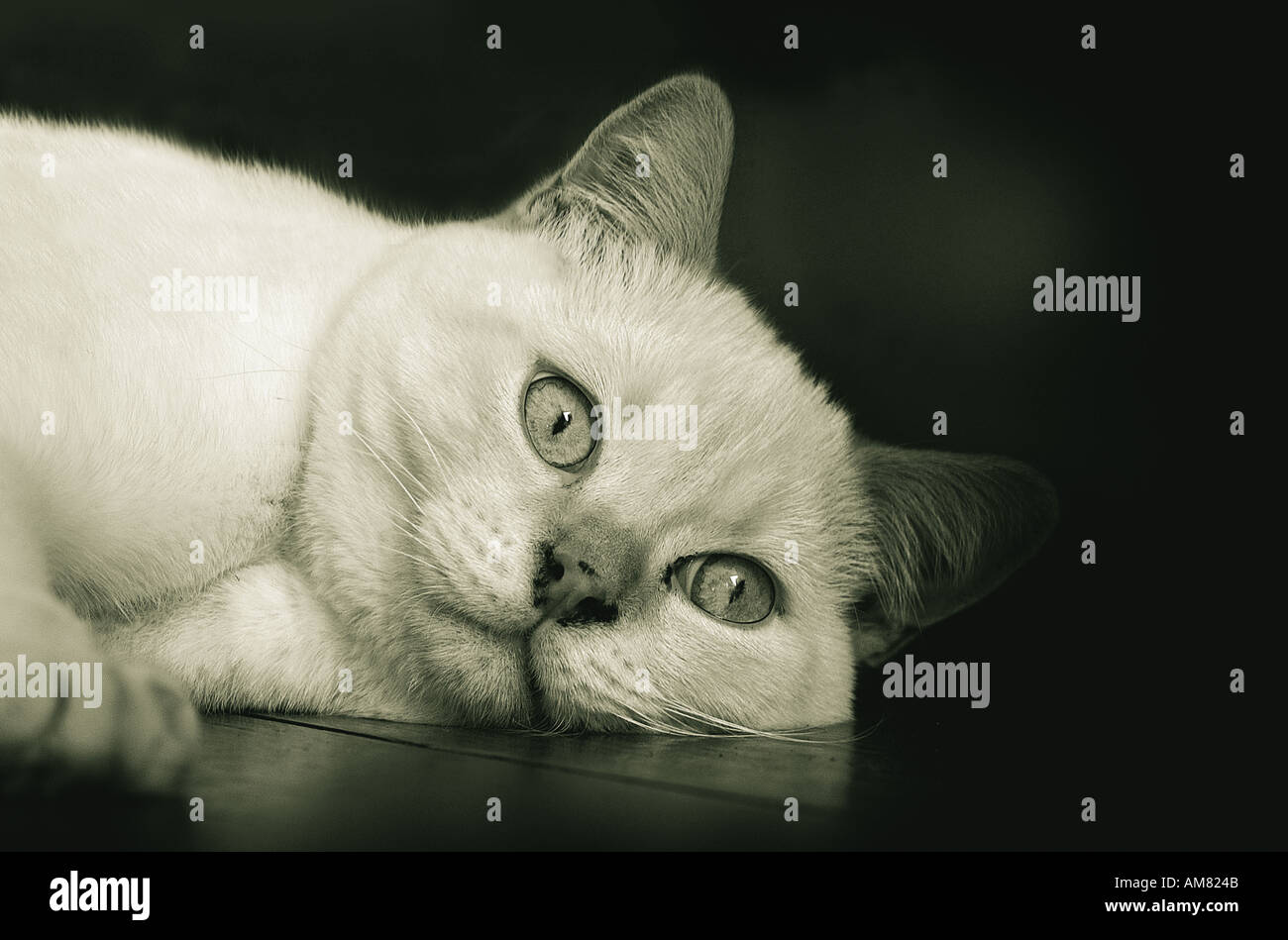 Toned sepia cat hi-res stock photography and images - Alamy