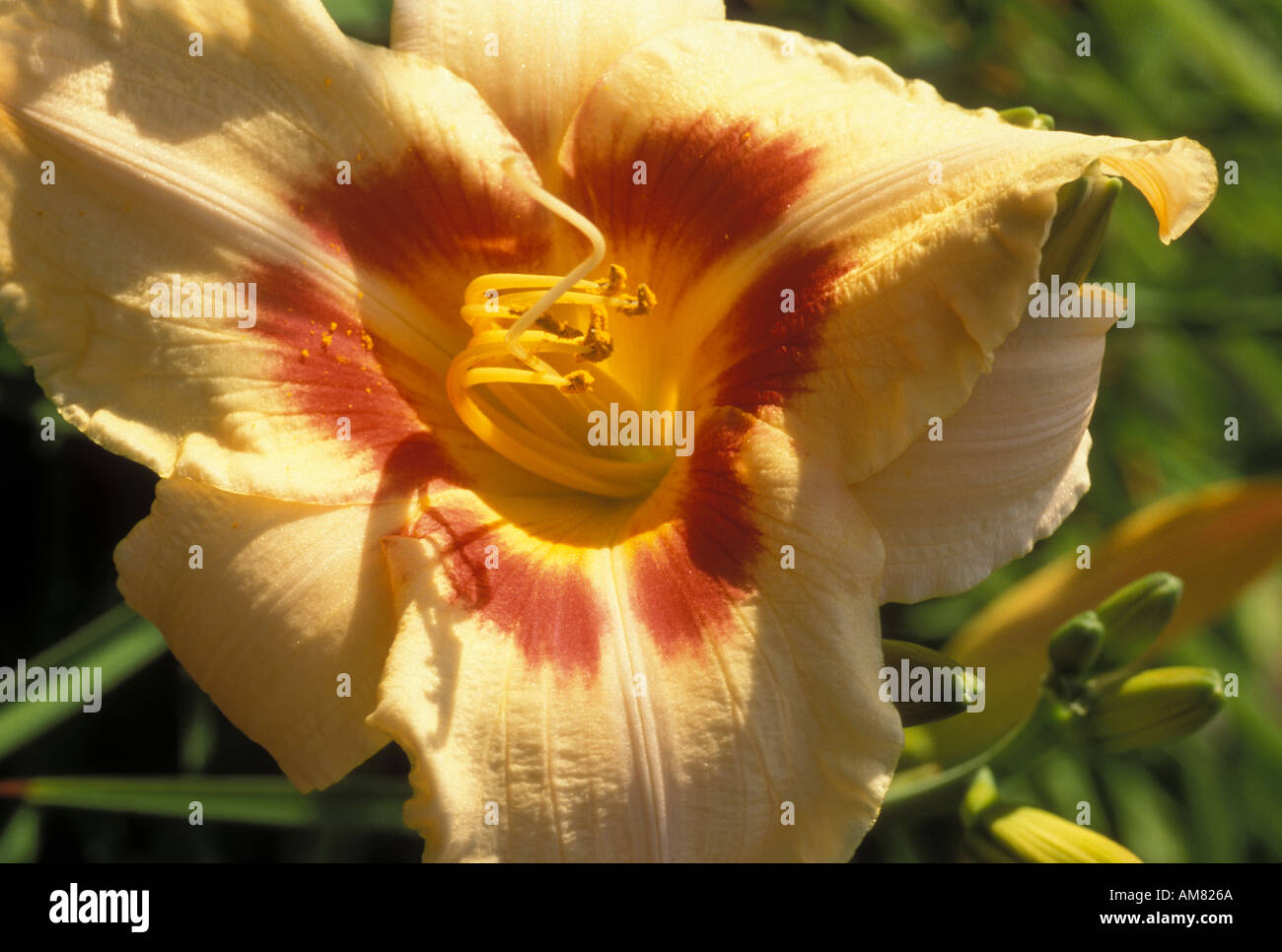 New hampshire state flower hi-res stock photography and images - Alamy