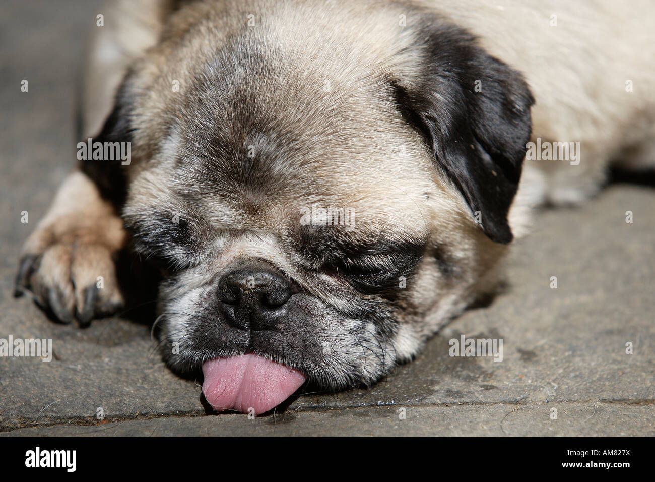 Tired pugs hi-res stock photography and images - Alamy