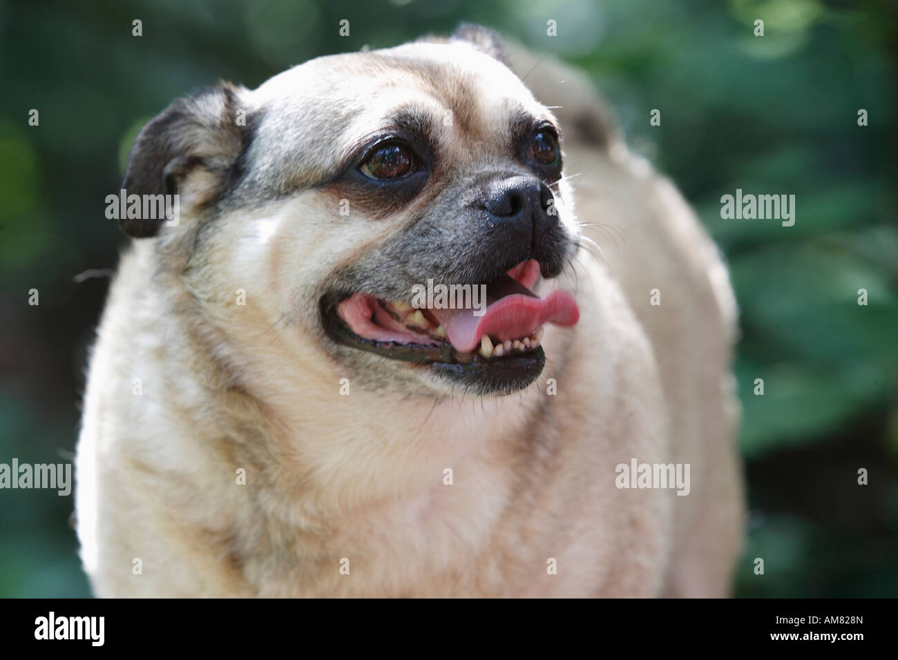 Mops zunge hi-res stock photography and images - Alamy