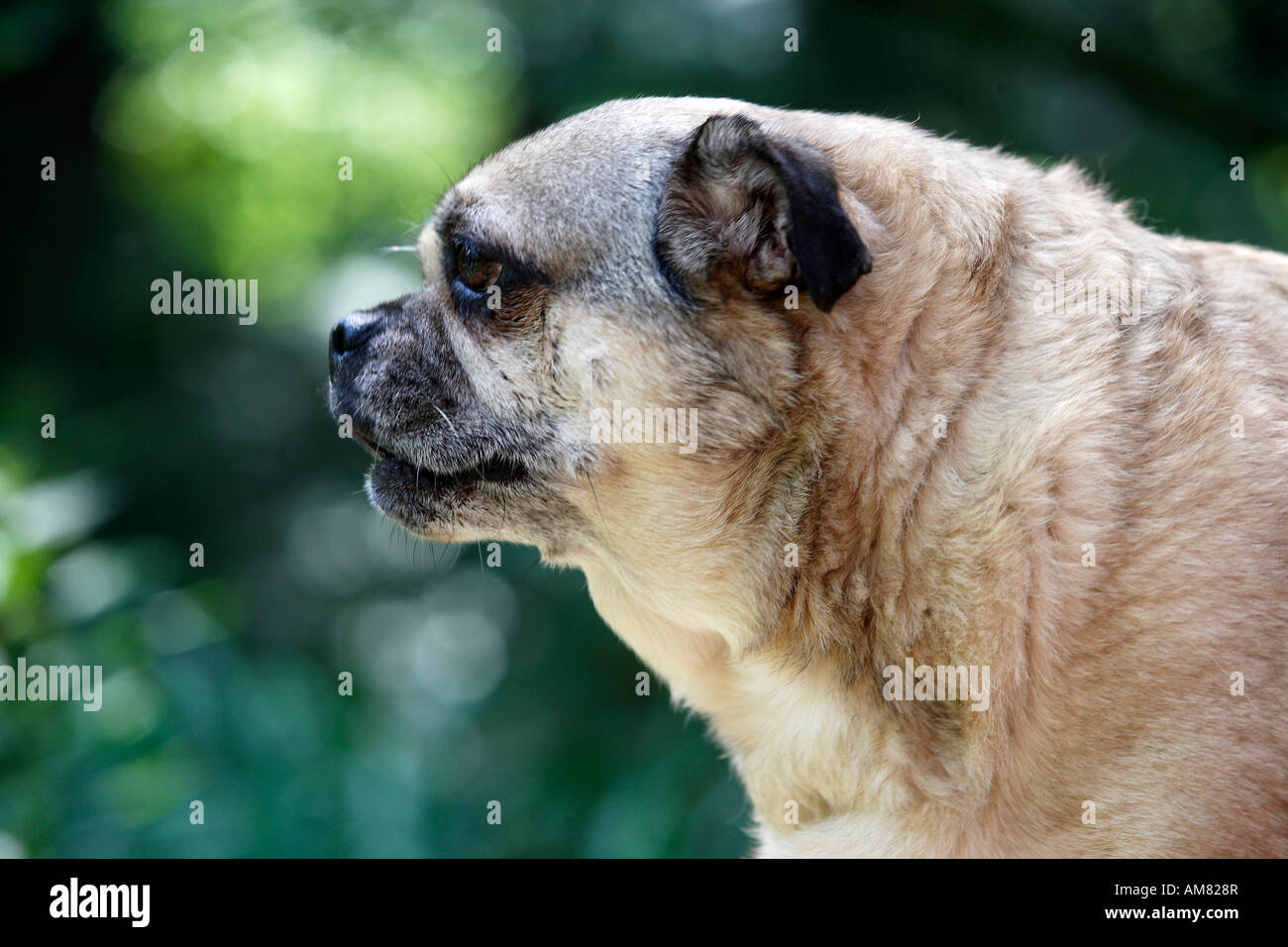 Pug face portrait outside hi-res stock photography and images - Alamy