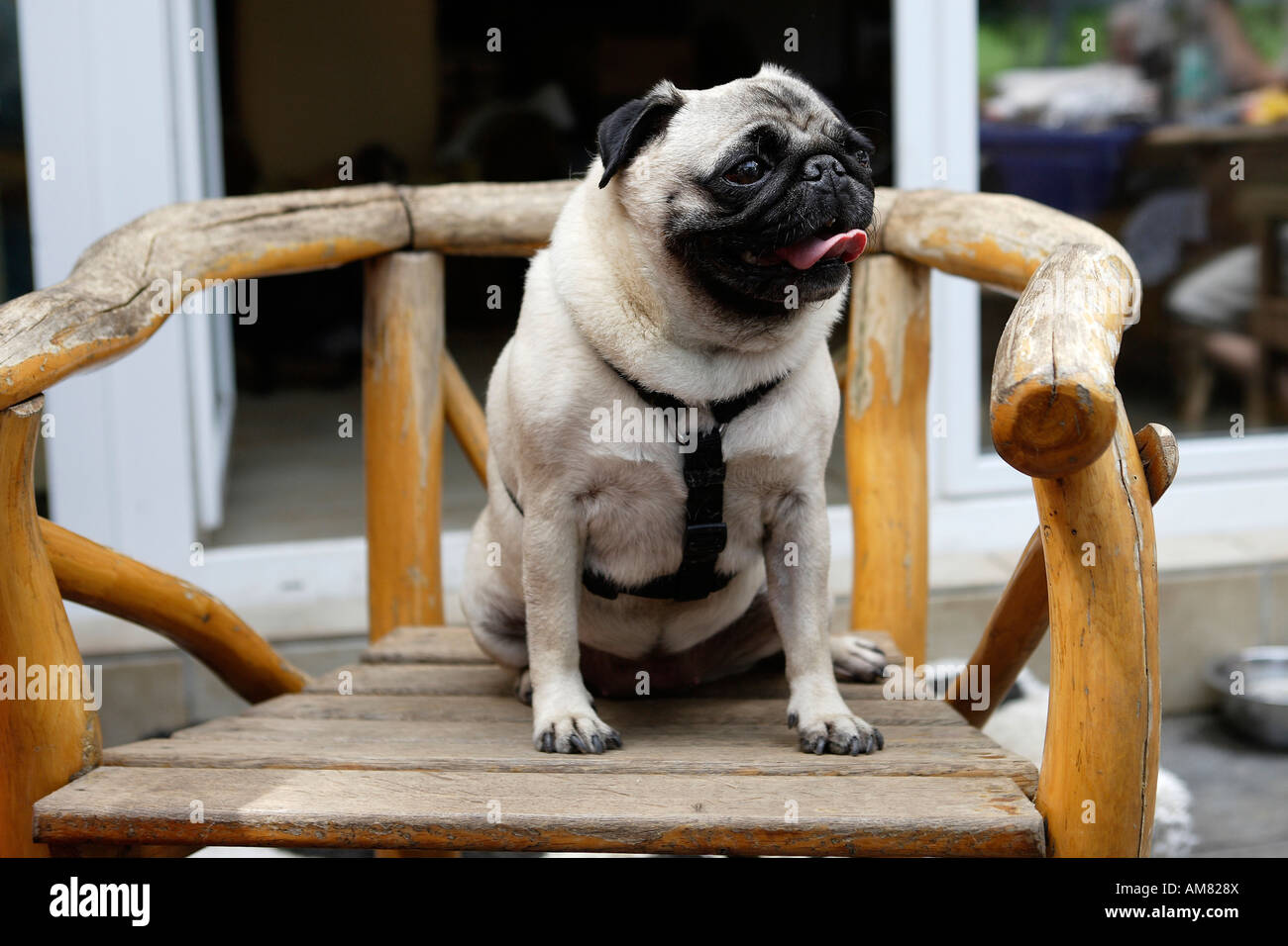 Pug hund hi-res stock photography and images - Alamy