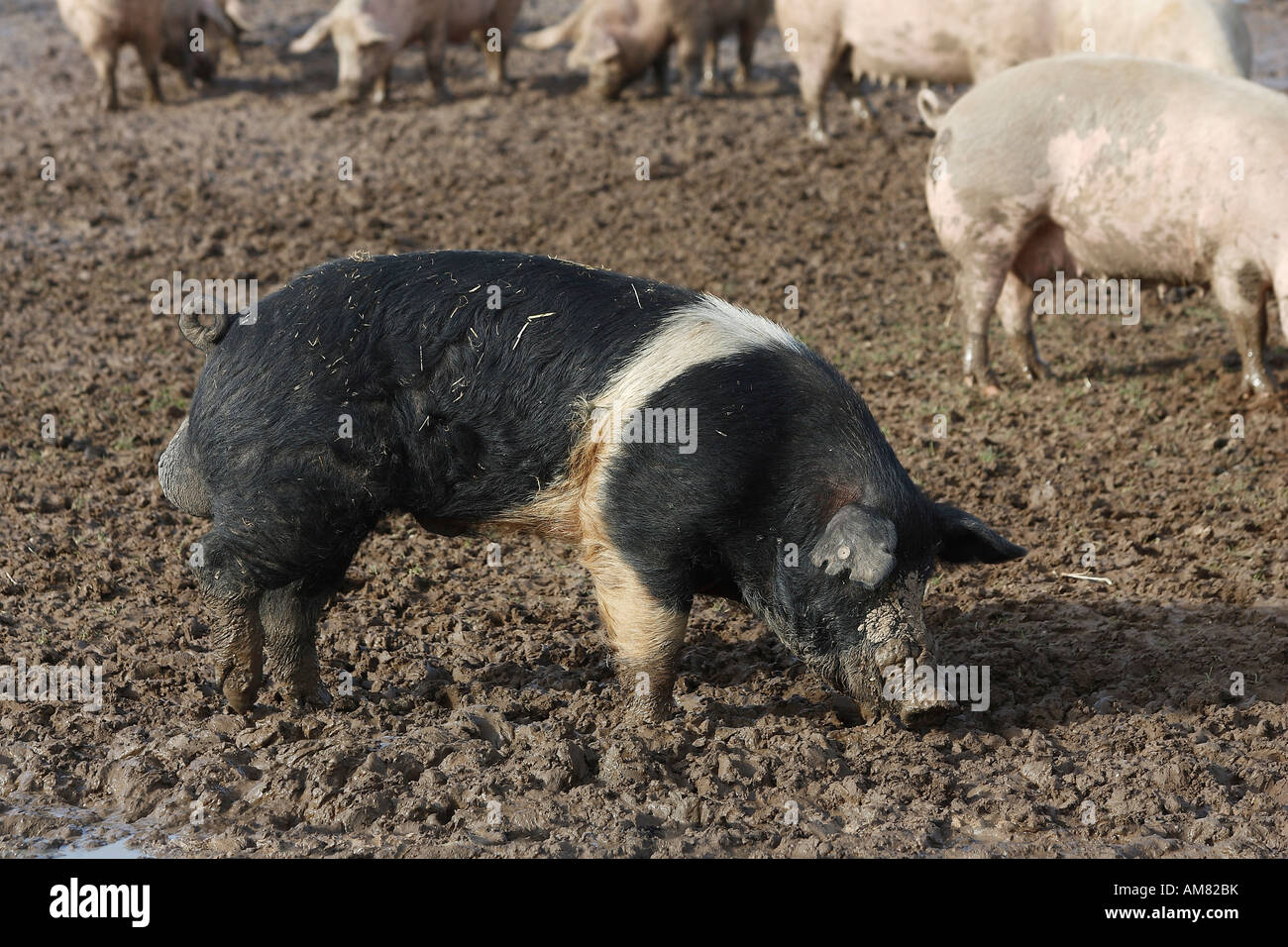 Free Range Pigs High Resolution Stock Photography and Images - Alamy