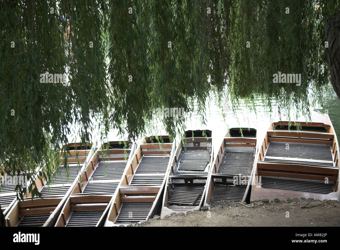 Punt boats under branches of willow tree Punting, River Cam, Cambridge ...