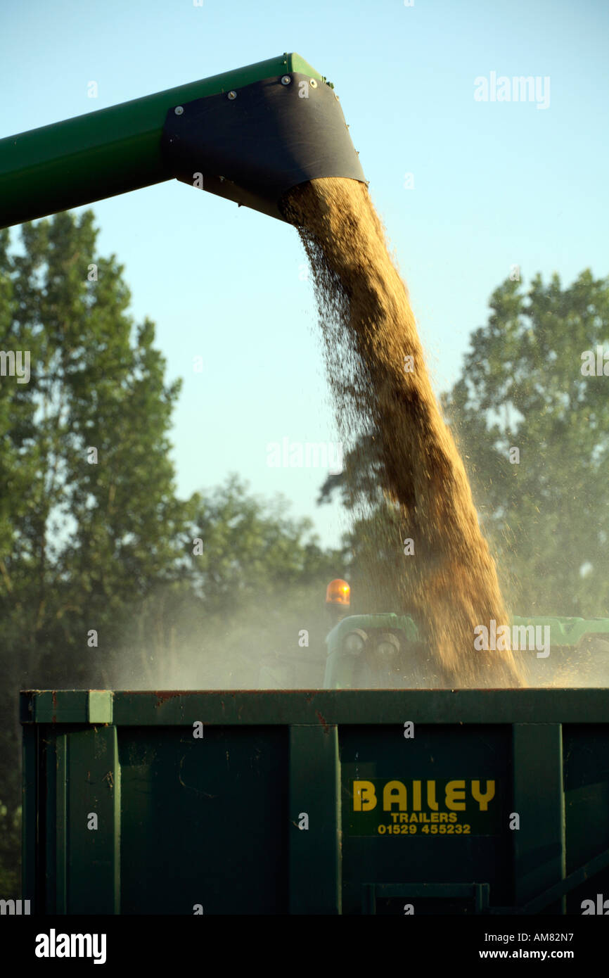 Combine harvester emptying harvested barley into grain trailer 3 Stock ...