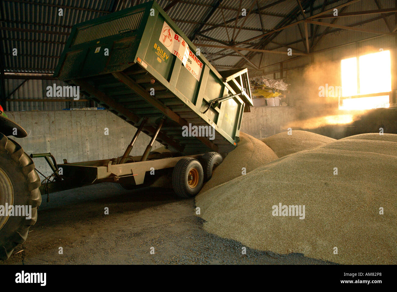 Tractor with trailer tipping harvested barley grain into store Stock ...
