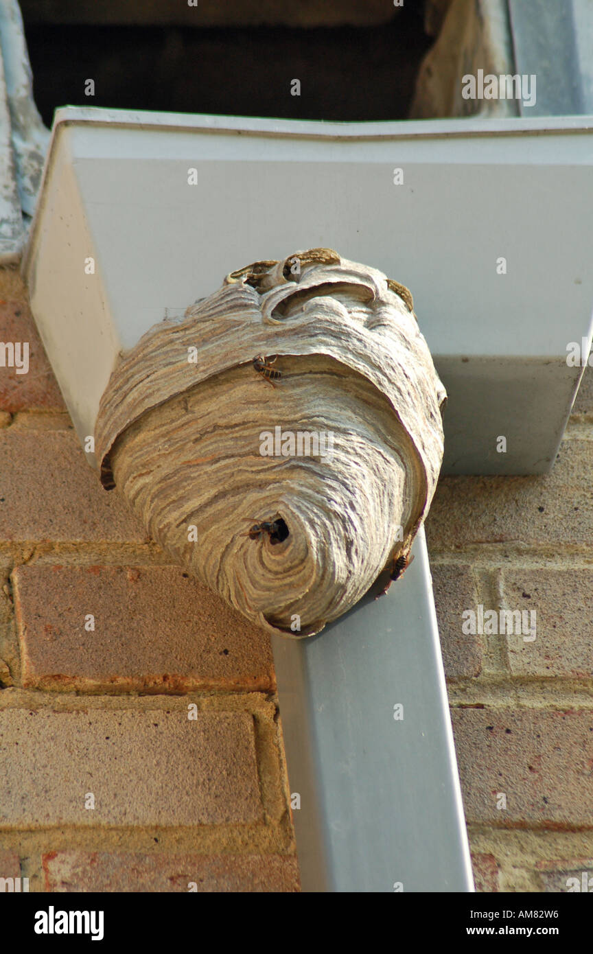 Wasp nest in Hampshire England Stock Photo - Alamy