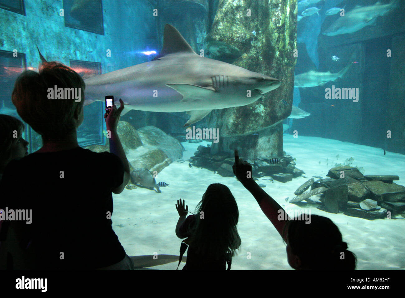 Visitors at the London Aquarium in London UK Stock Photo - Alamy