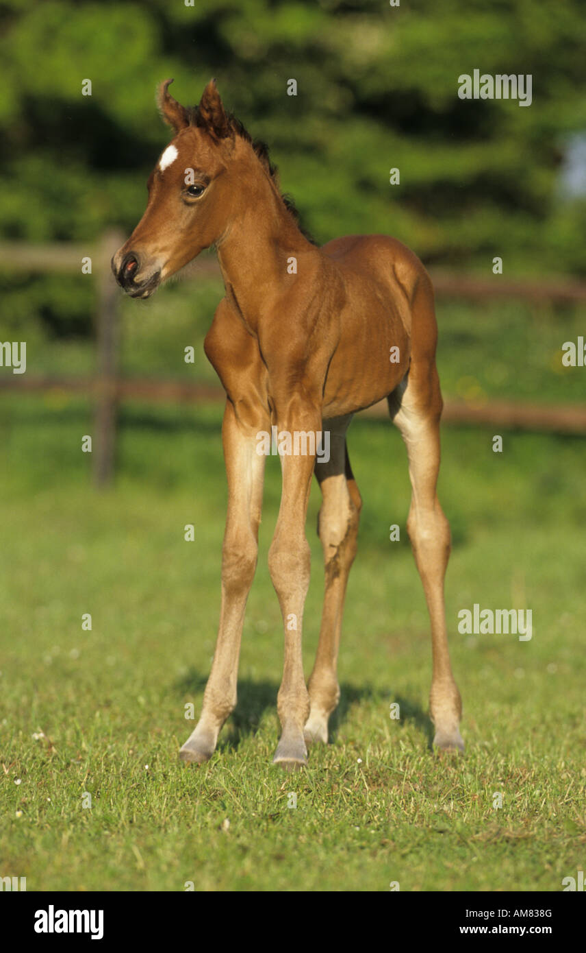 Arabian Horse (Equus caballus), foal standing on a meadow Stock Photo ...