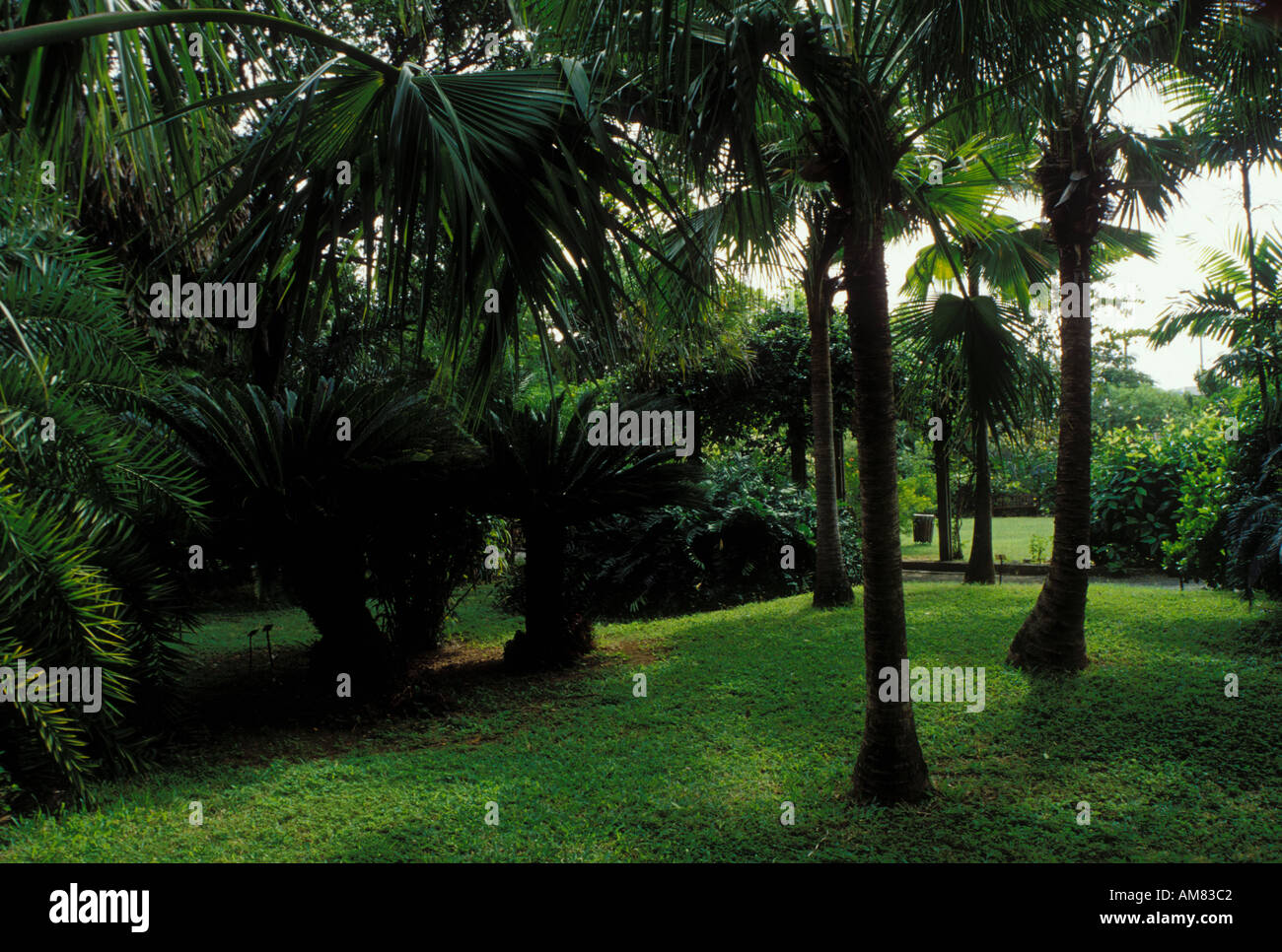 Bvi plants hi-res stock photography and images - Alamy