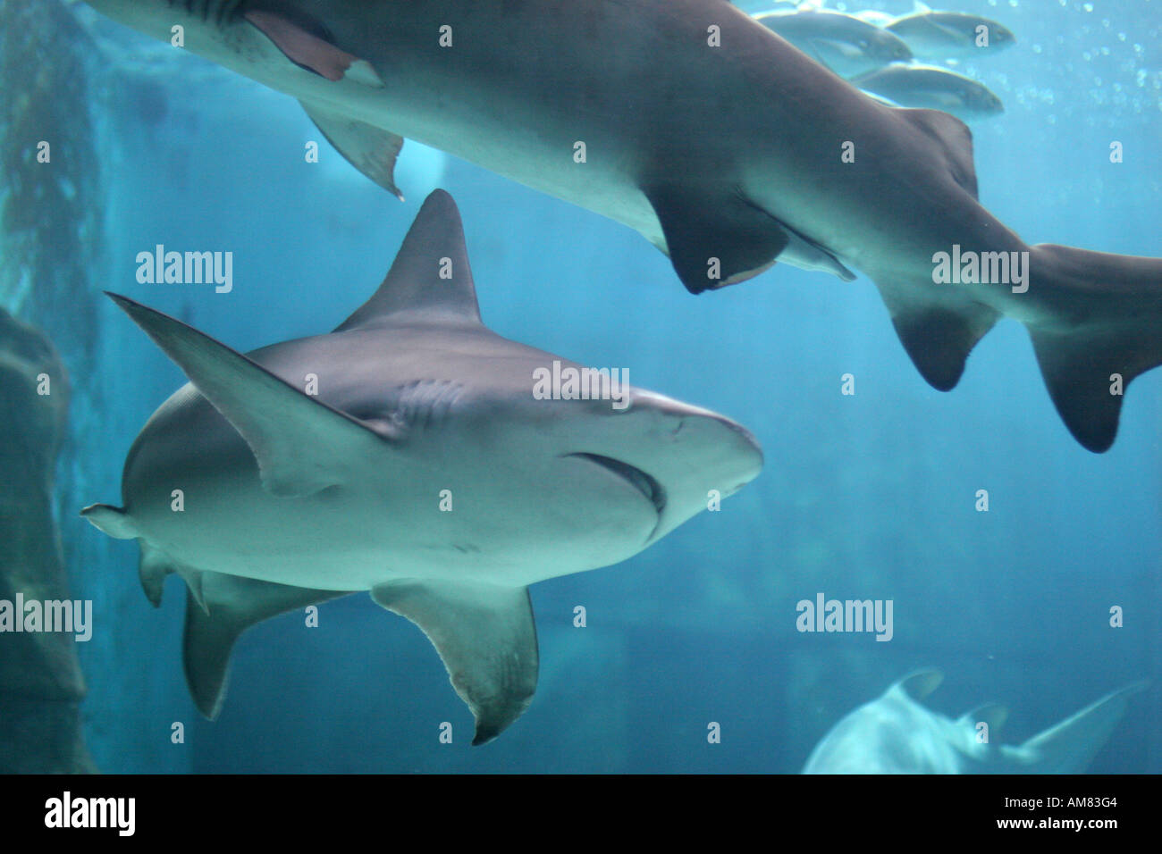 London aquarium shark hi-res stock photography and images - Alamy