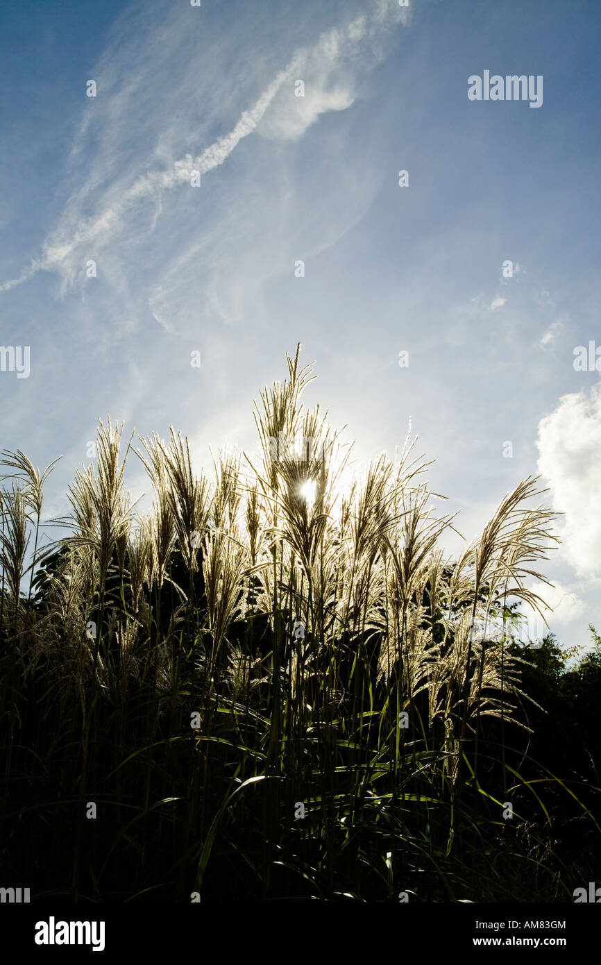 Miscanthus sinensis, Maiden Grass, Chinese silvergrass Stock Photo - Alamy