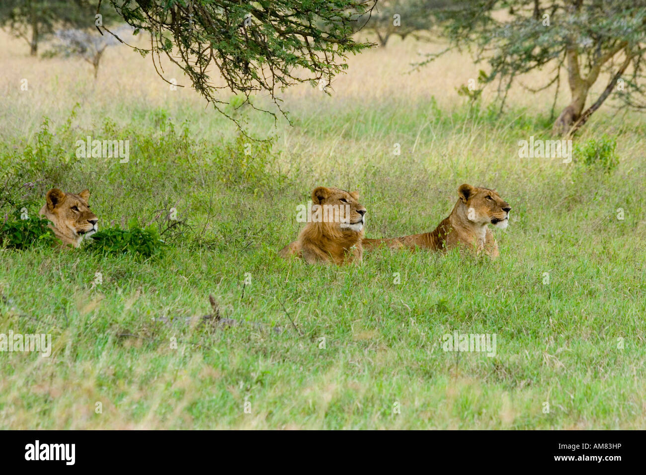 Kenya Lake Nakuru National Park three Lionesses waiting in the grass ...
