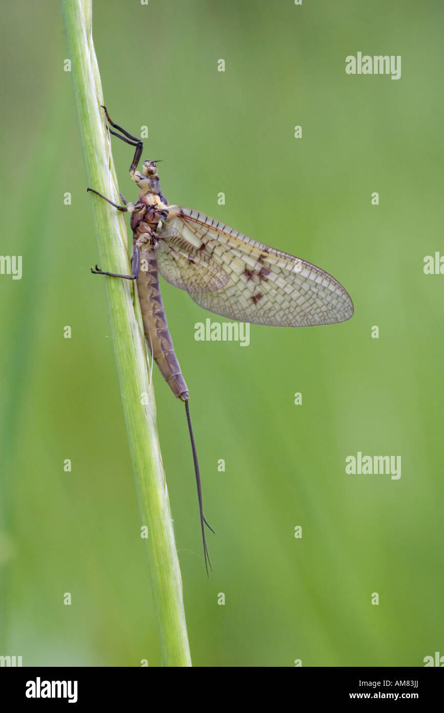 A Mayfly climbing a blade of grass Stock Photo - Alamy