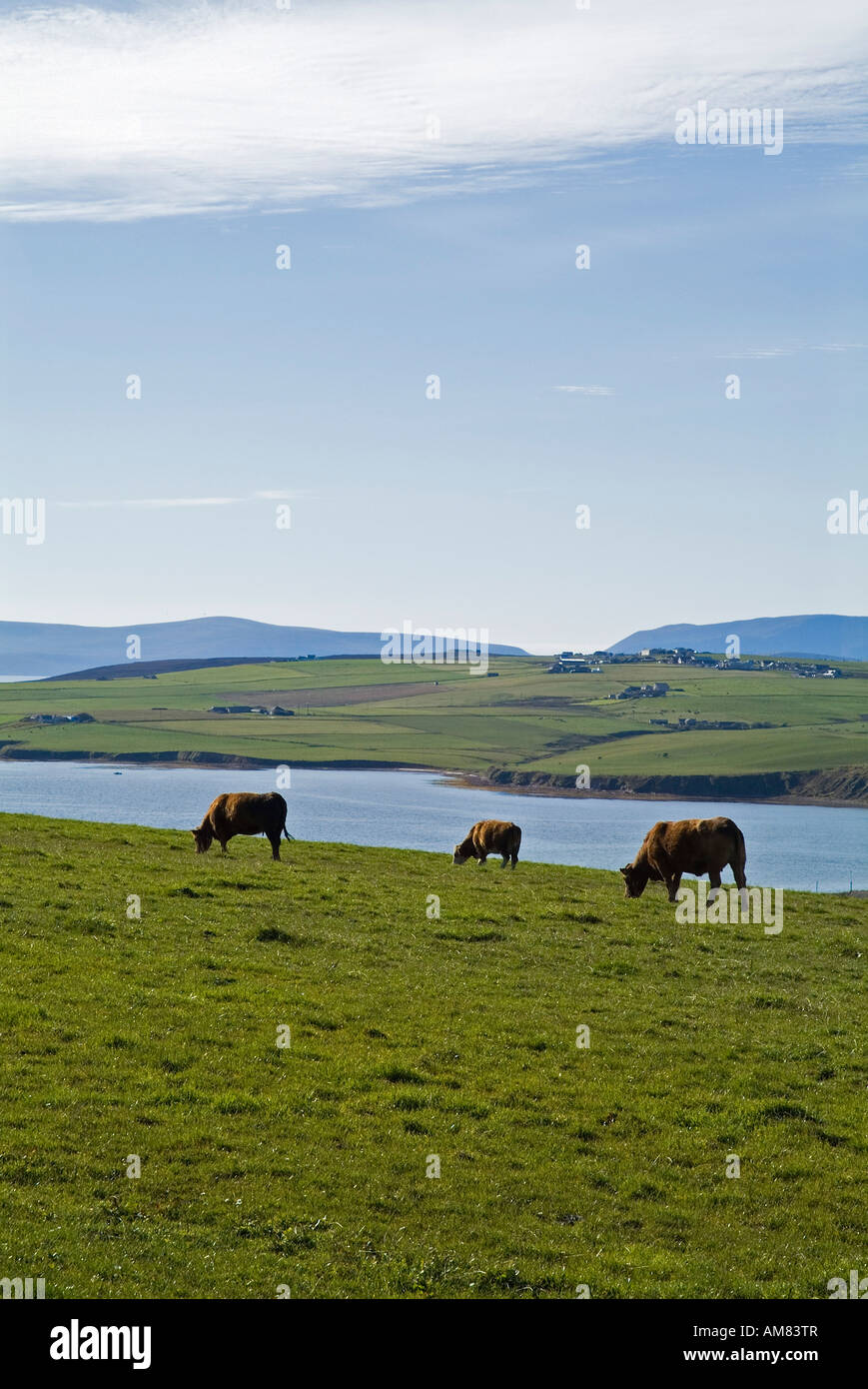 Scottish cows hi-res stock photography and images - Alamy