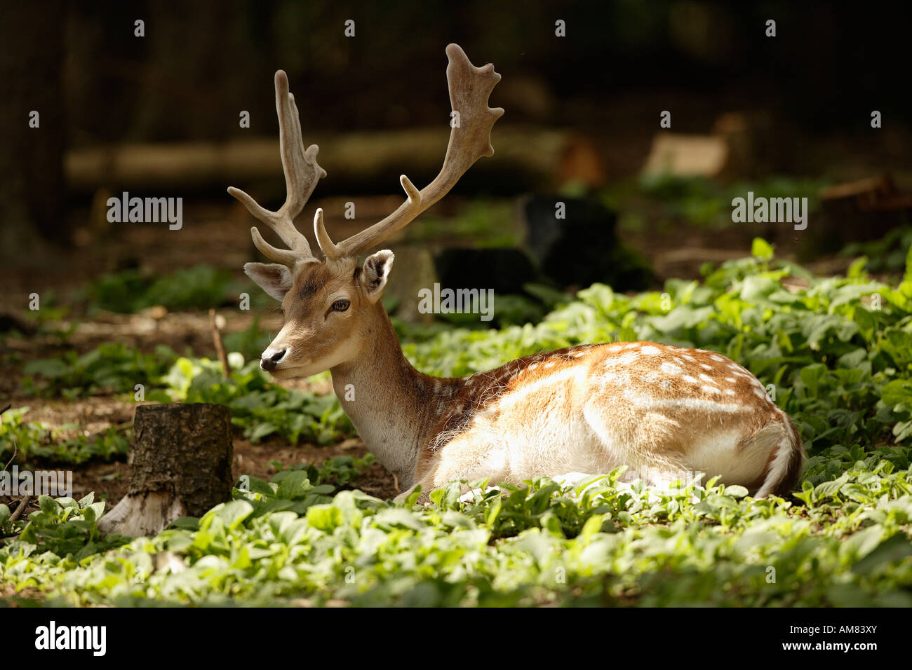 Fallow deer (Dama dama Stock Photo - Alamy