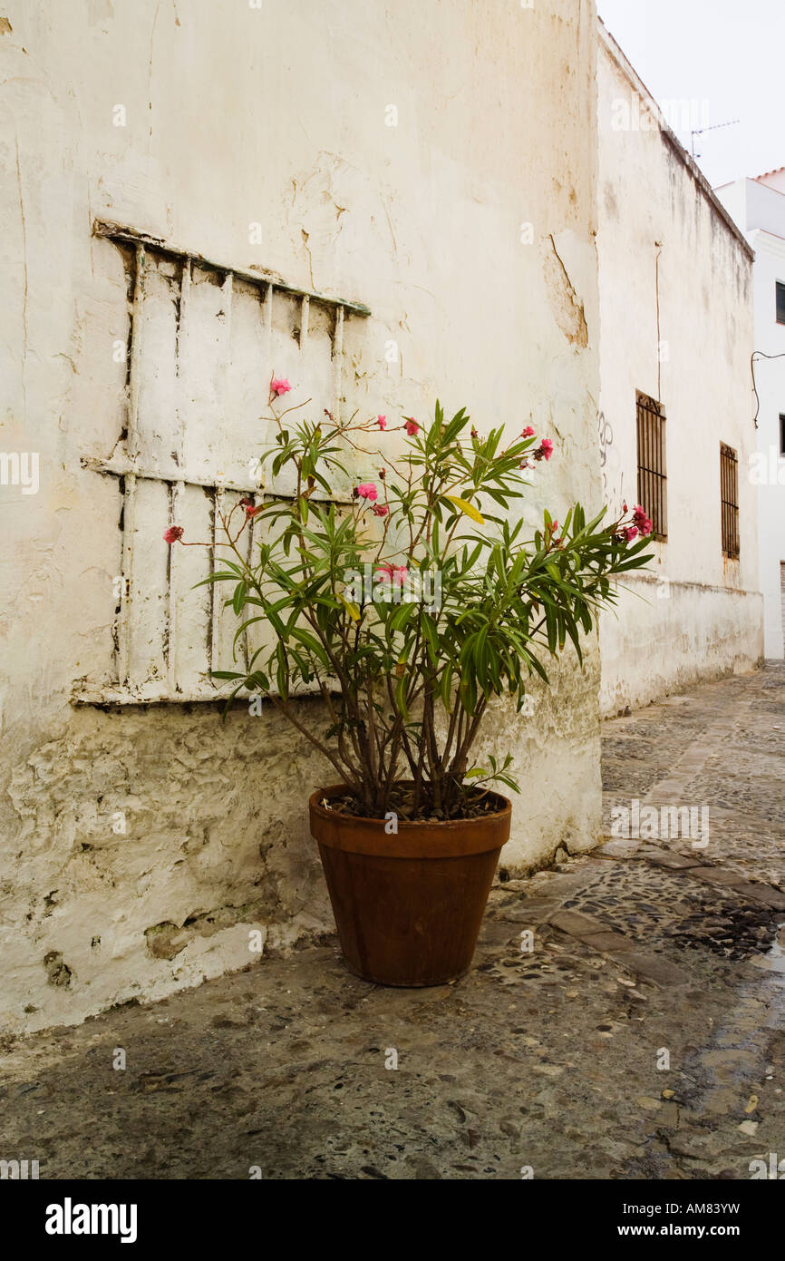 oleander outside old apartment with barred window inTarifa Stock Photo ...