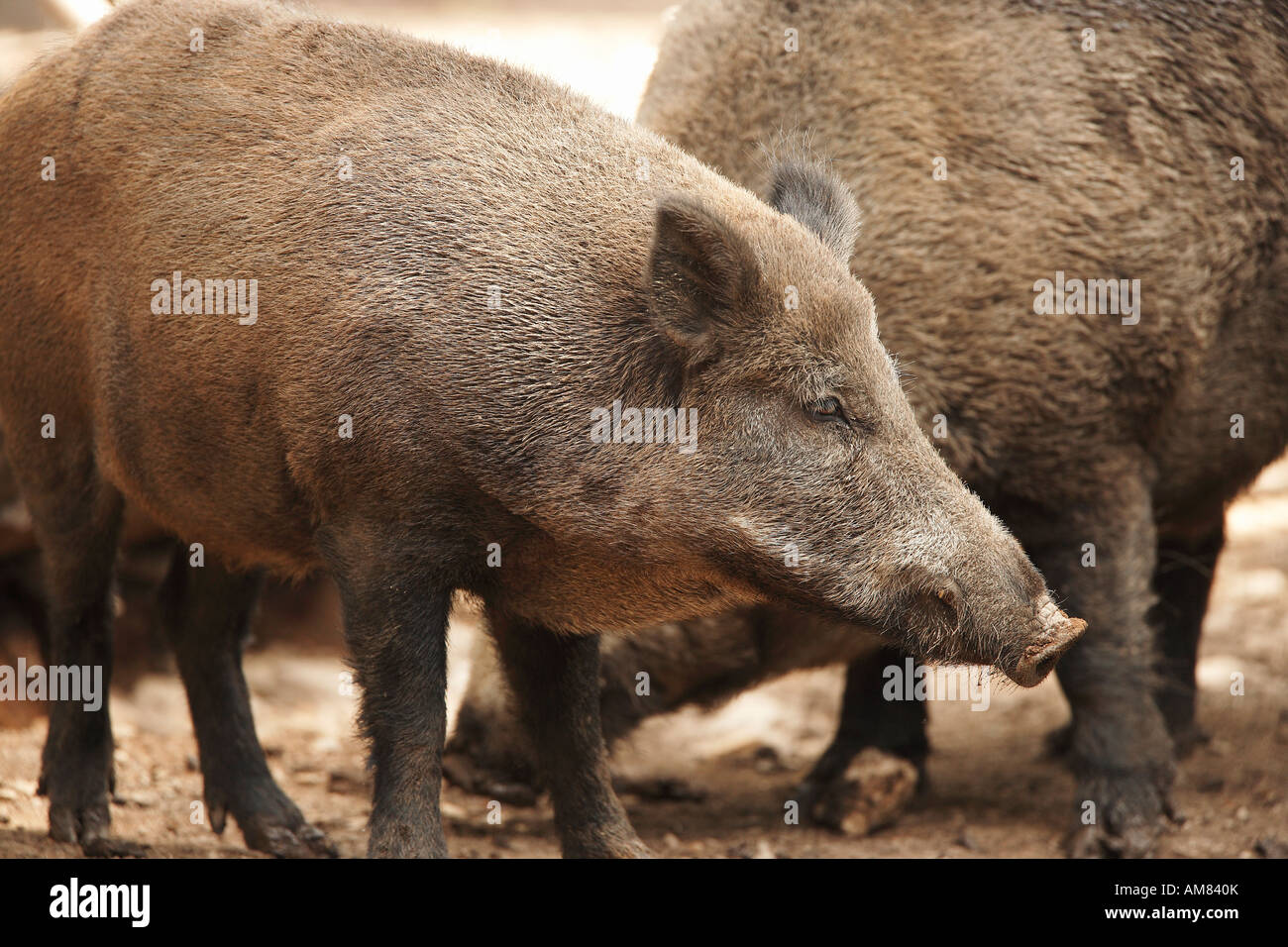 Boars (Sus scrofa Stock Photo - Alamy