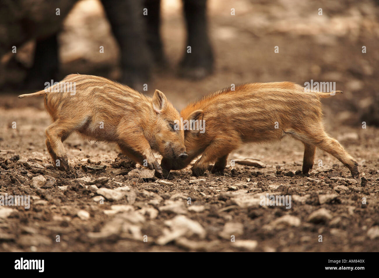 Piglets (Sus scrofa Stock Photo - Alamy