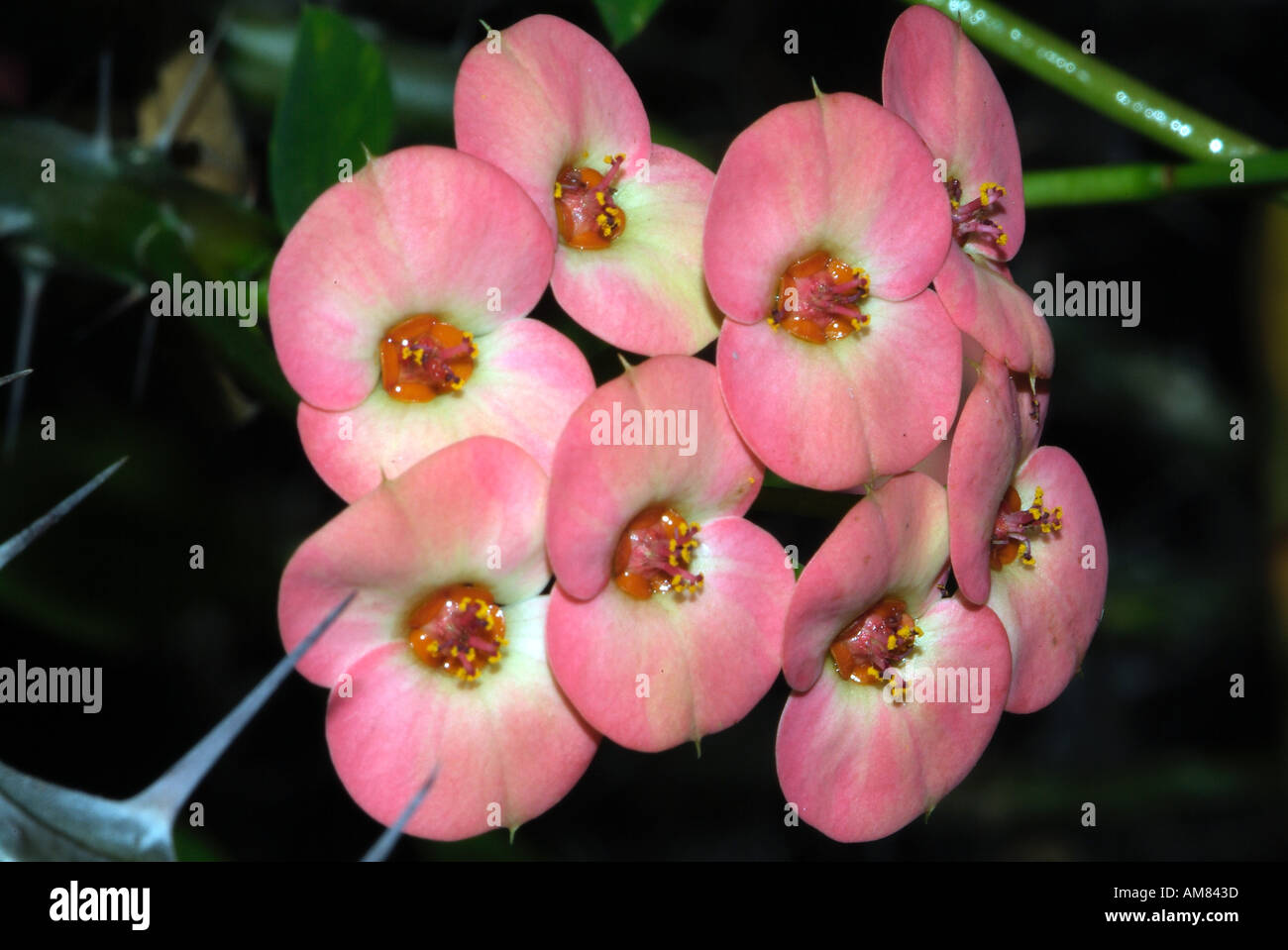Pink cactus flower Stock Photo - Alamy