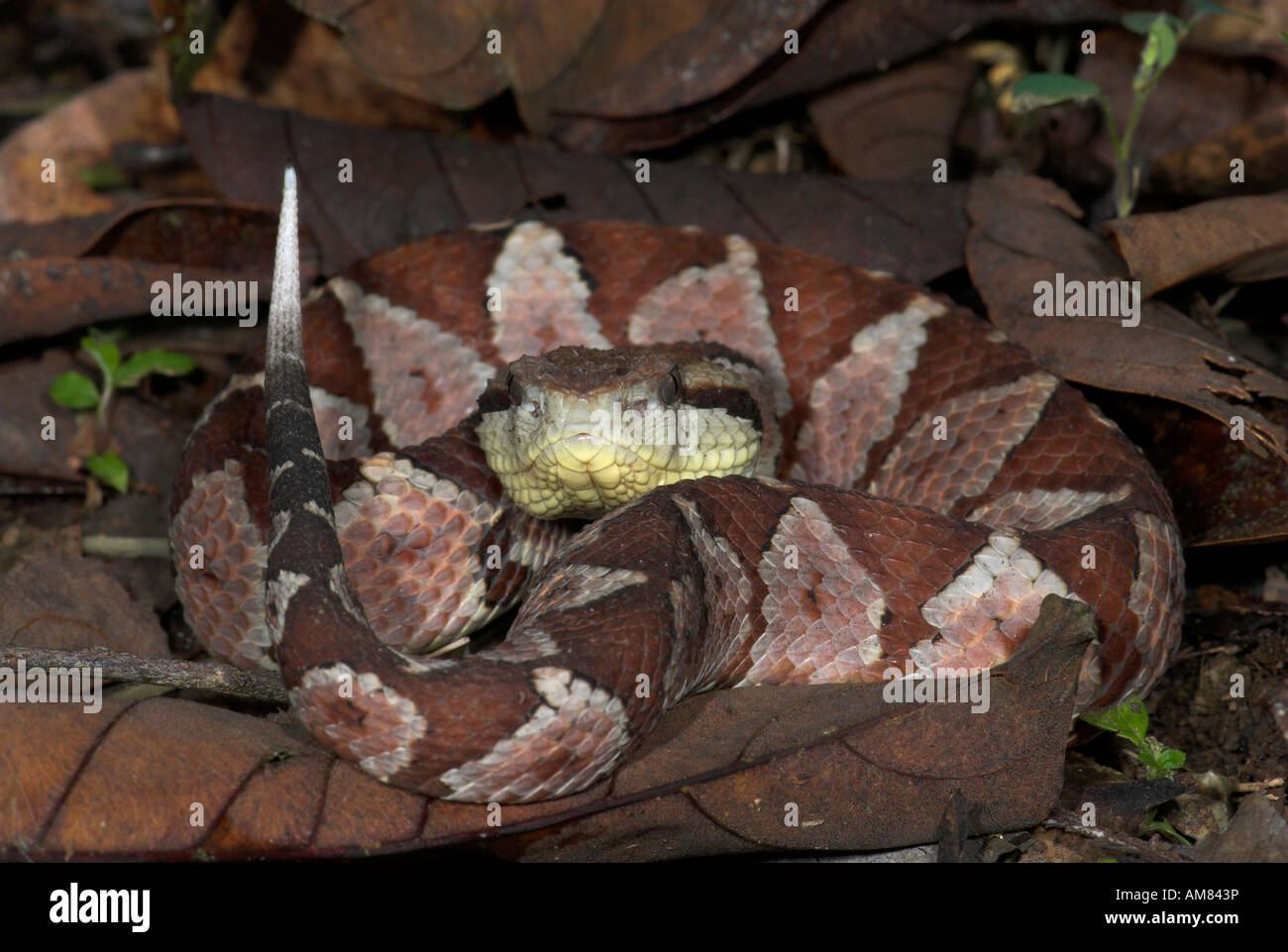 Jumping Pitviper Snake Atropoides mexicanus Central American Stock ...