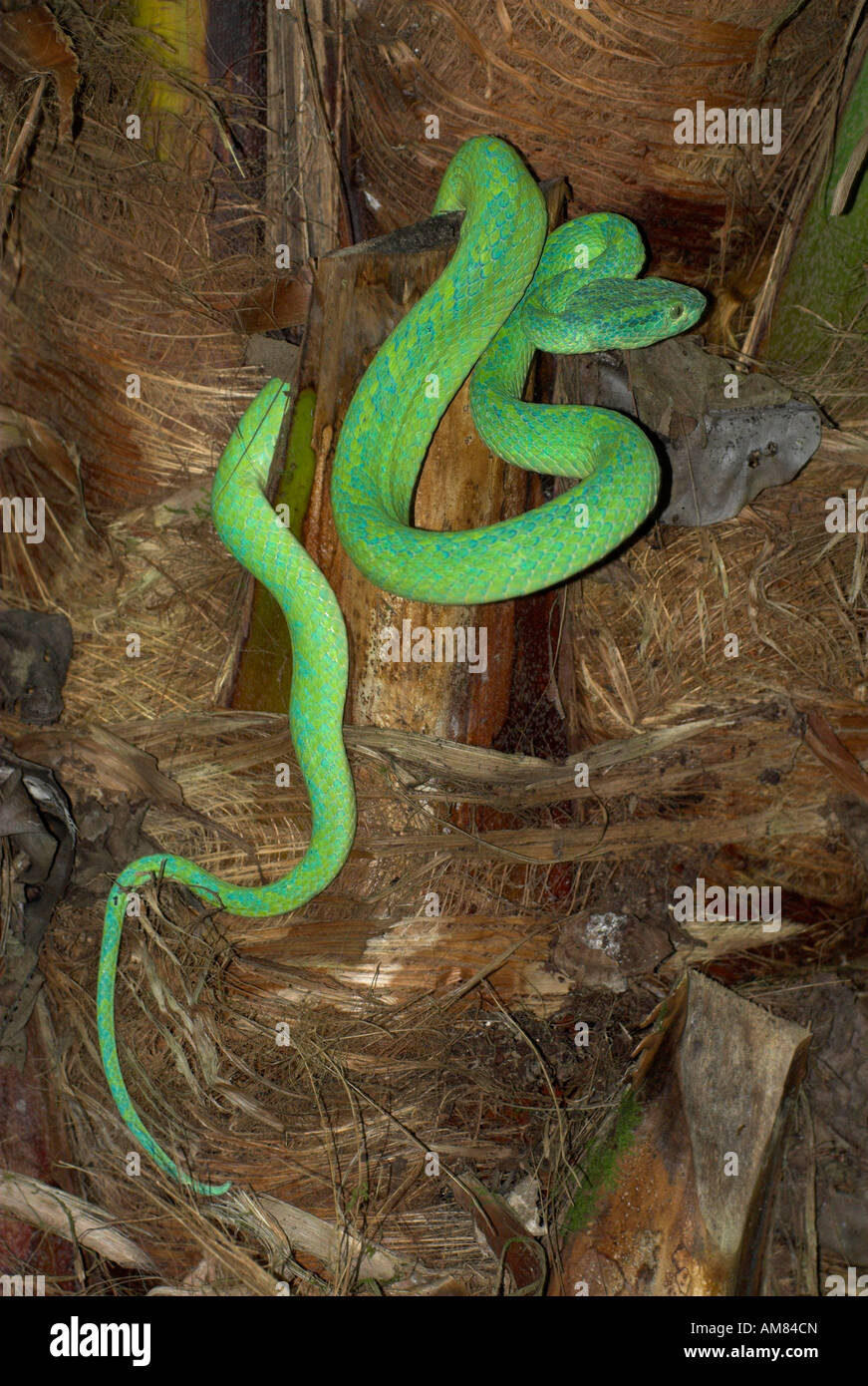 Honduran Palm Pit Viper Snake Bothriechis marchi Honduras Stock Photo ...