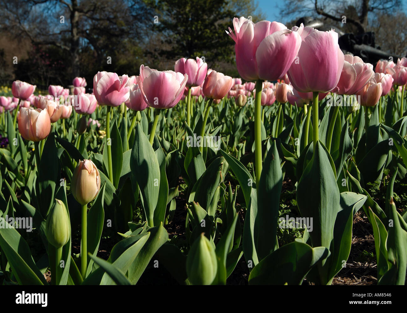 Tulips field texas hi-res stock photography and images - Alamy