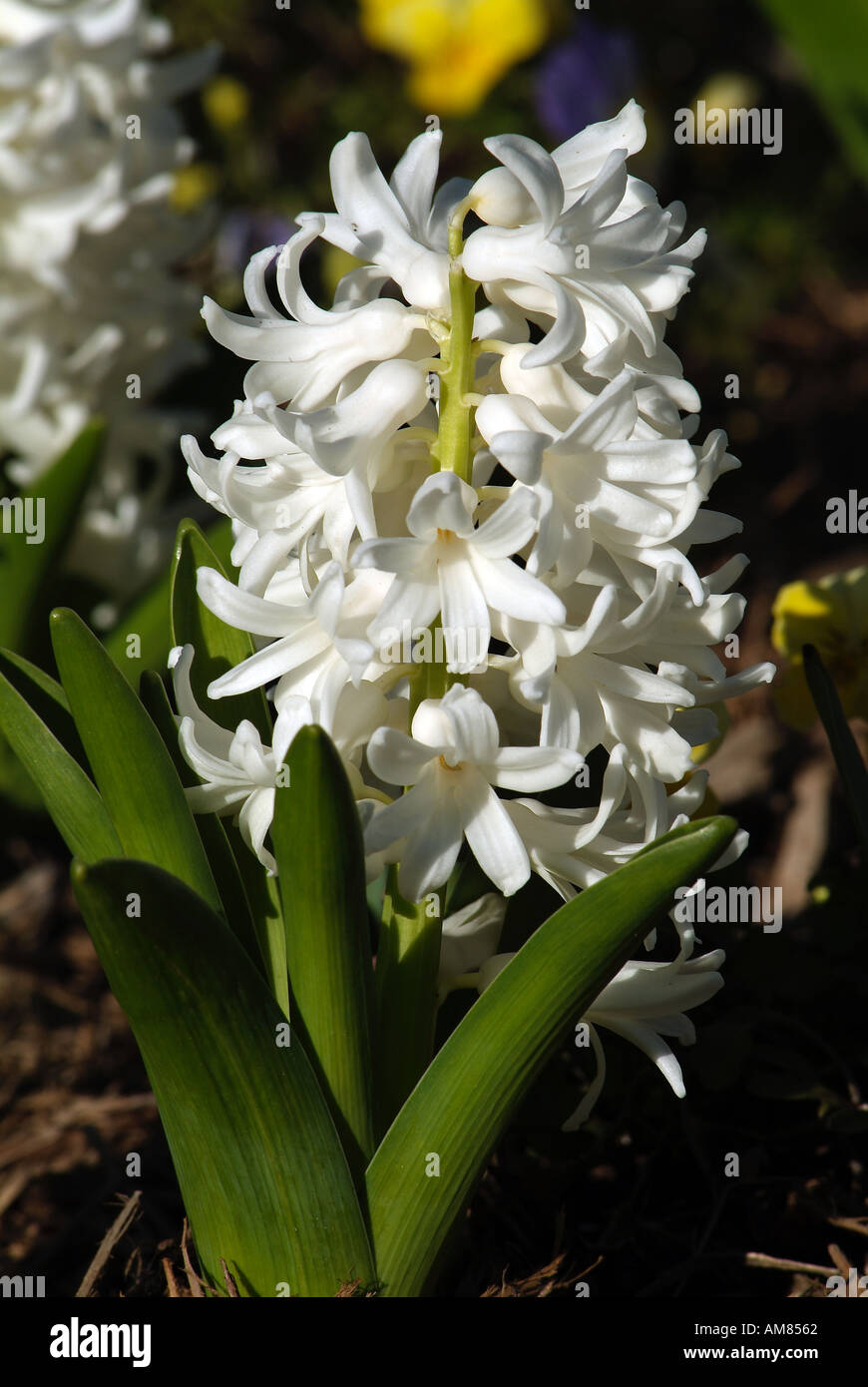 White hyacinth flowers Stock Photo - Alamy