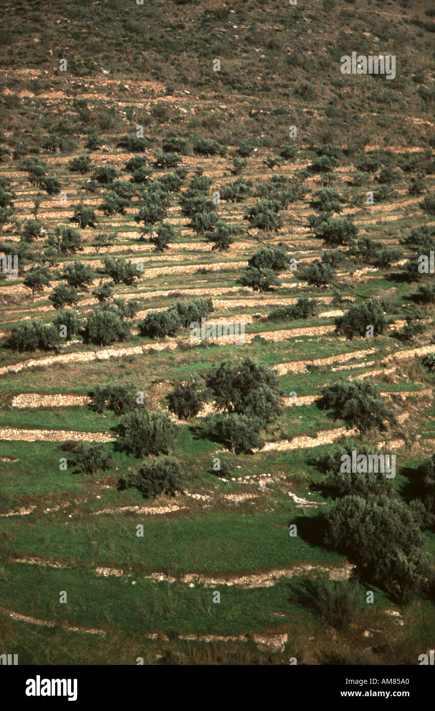 Spain terraced terraces olive hi-res stock photography and images - Alamy