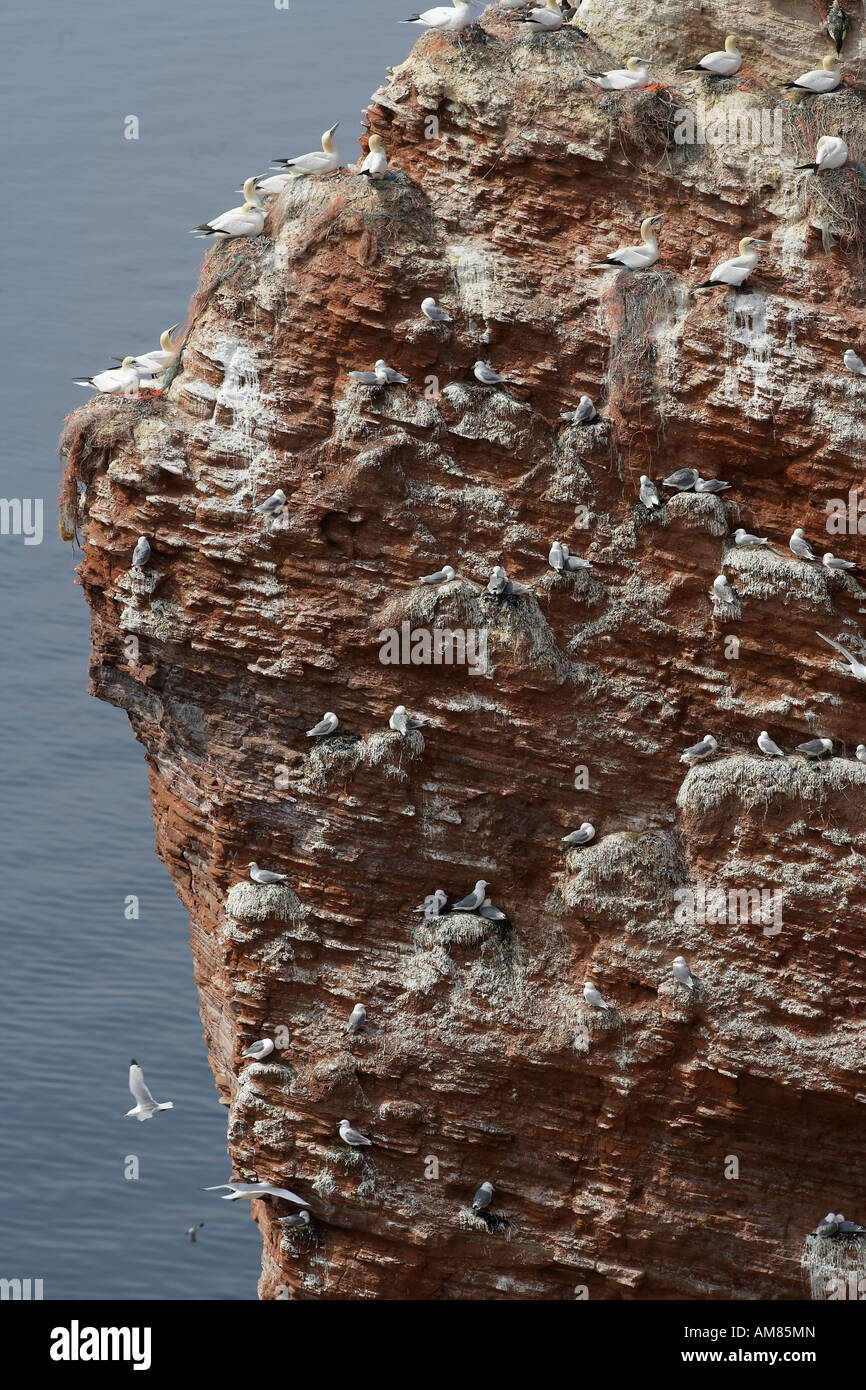 Uria colony, Heligoland, Schleswig-Holstein, Germany Stock Photo - Alamy