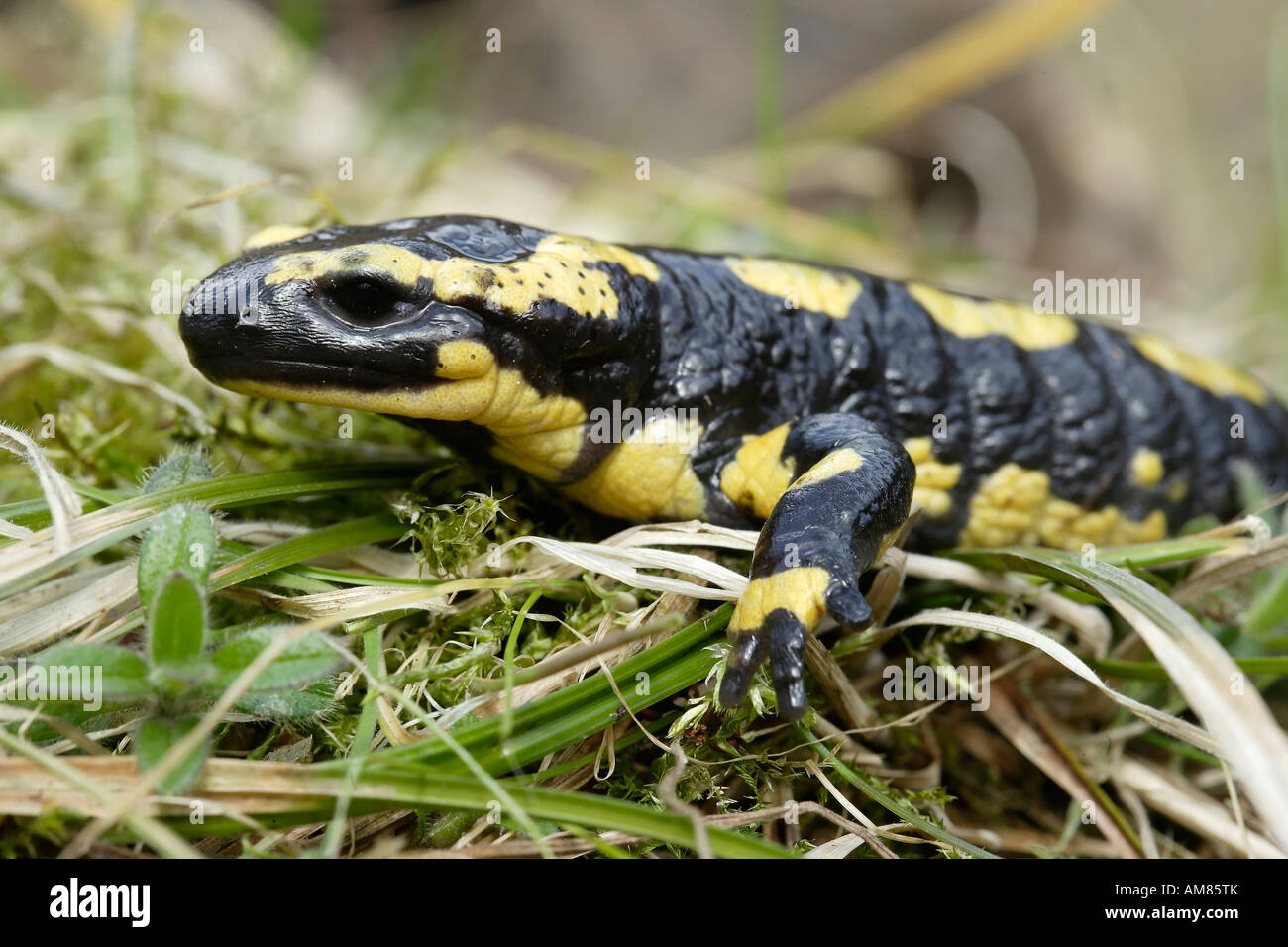 Fire salamander (Salamandra salamandra Stock Photo - Alamy