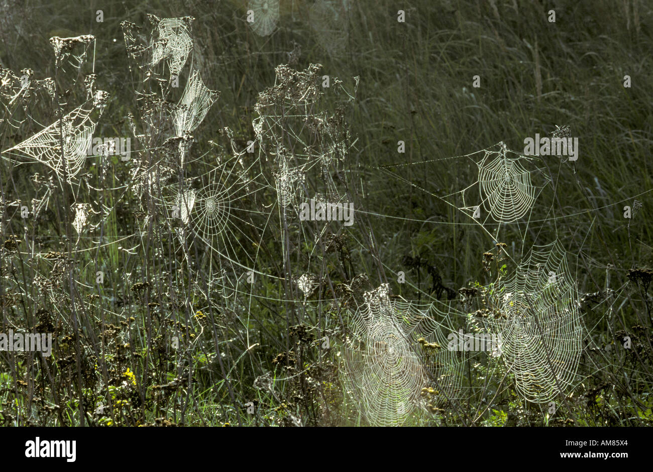 Spiders Web in the morning light Stock Photo - Alamy
