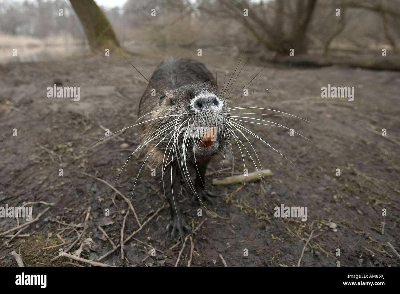 Nutria rodents hi-res stock photography and images - Alamy