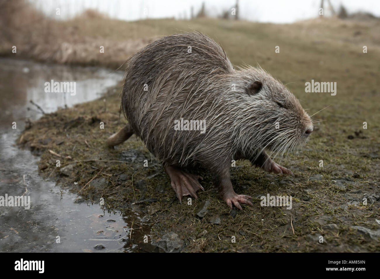 Nutria, Myocastor coypus Stock Photo - Alamy