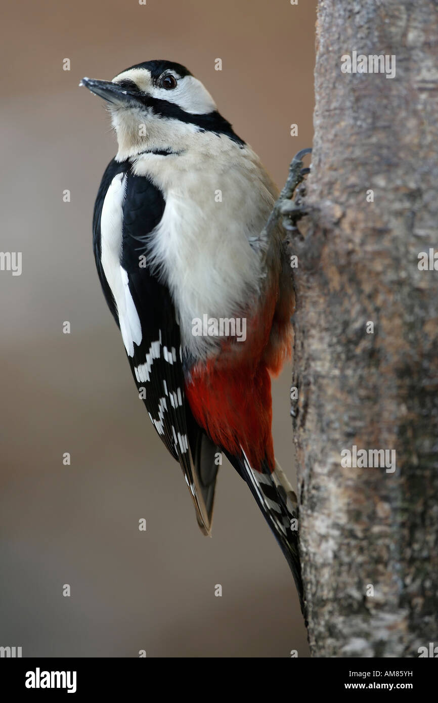 Great Spotted Woodpecker (Picoides major Stock Photo - Alamy