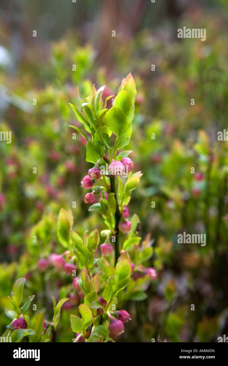 bilberry Vaccinium myrtillus in flower Stock Photo - Alamy