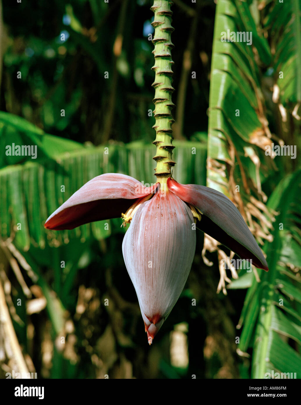 Bananenblüte banana blossom Stock Photo - Alamy
