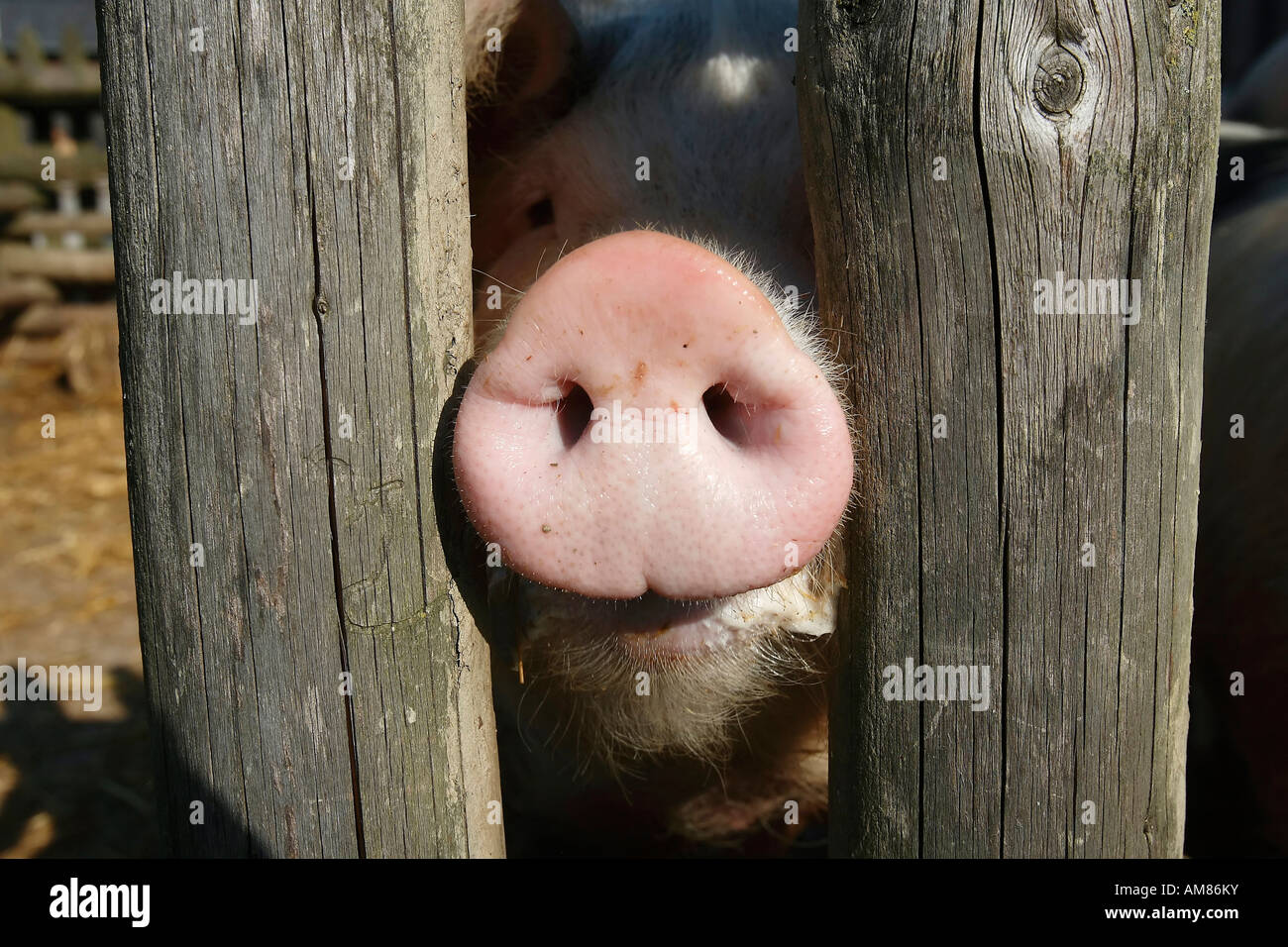 Snout of a pig Stock Photo - Alamy