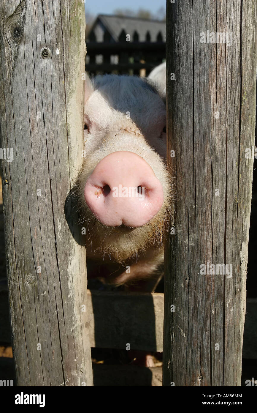 Snout of a pig Stock Photo - Alamy