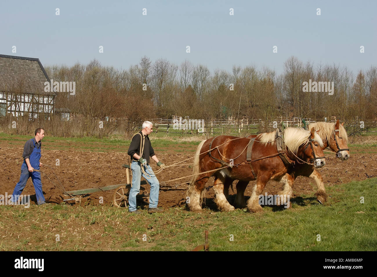 Open air museum, old fashioned ploughing Stock Photo - Alamy