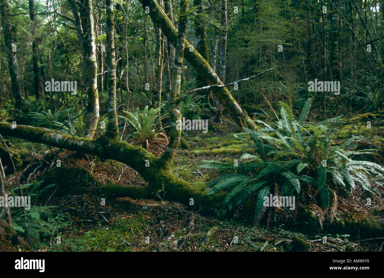 South Beech Forest, New Zealand, South Island, Nothofagus Stock Photo ...