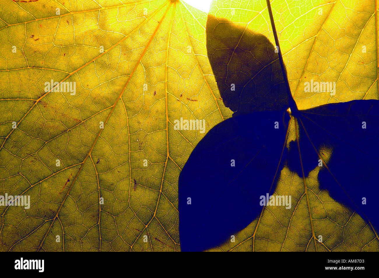 Overlapping leaves hi-res stock photography and images - Alamy