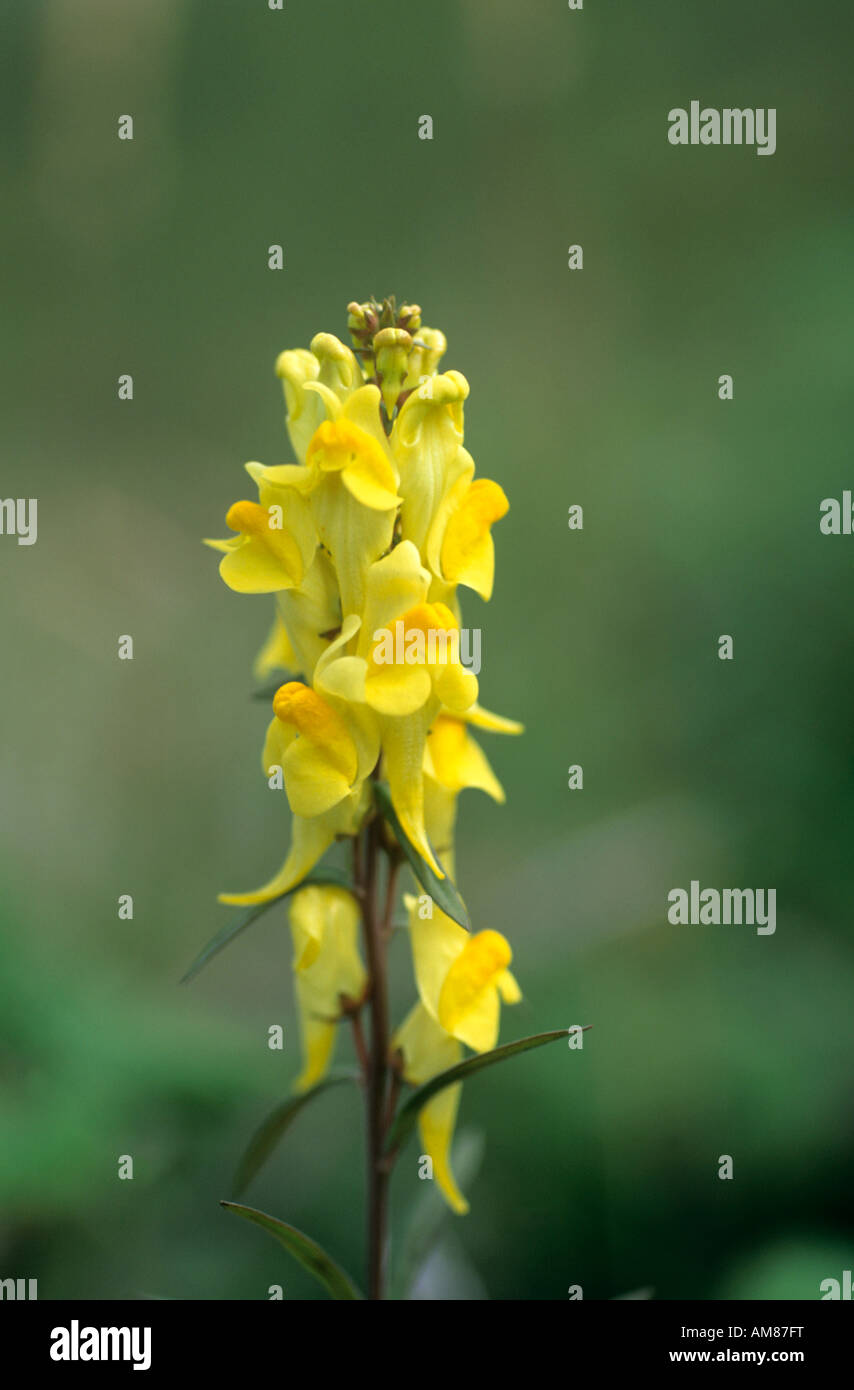 common toadflax Linaria vulgaris in flower Stock Photo - Alamy
